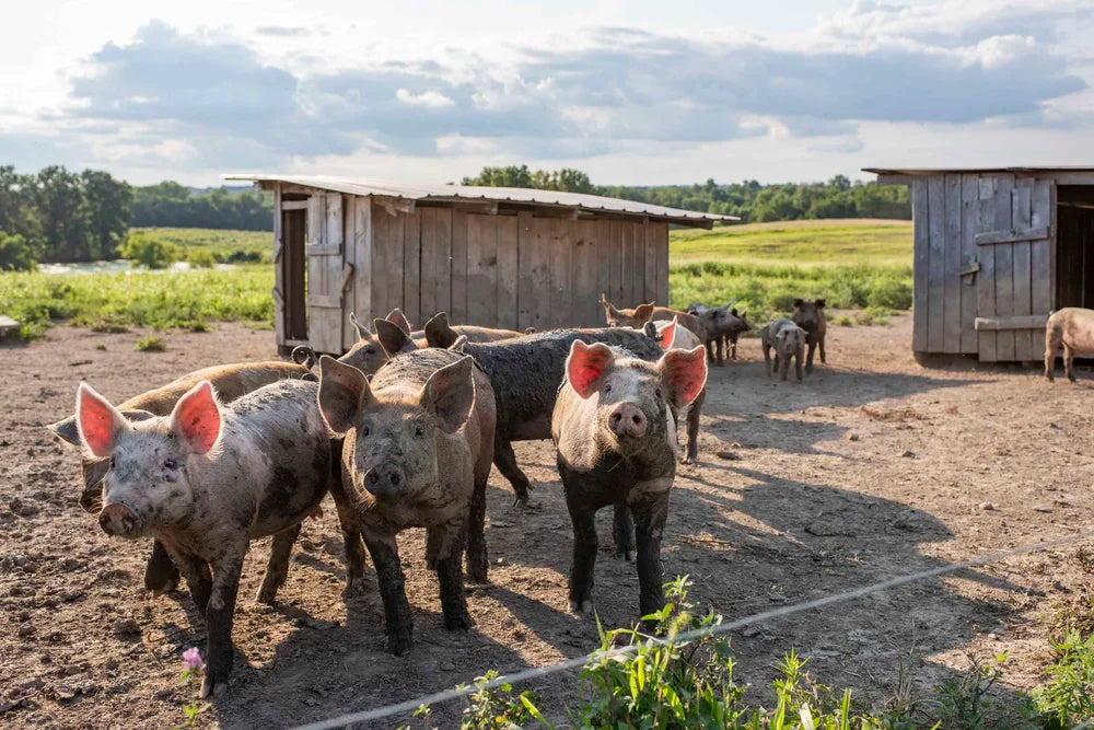 What to Expect When You Buy a Whole or Half Hog – My Store